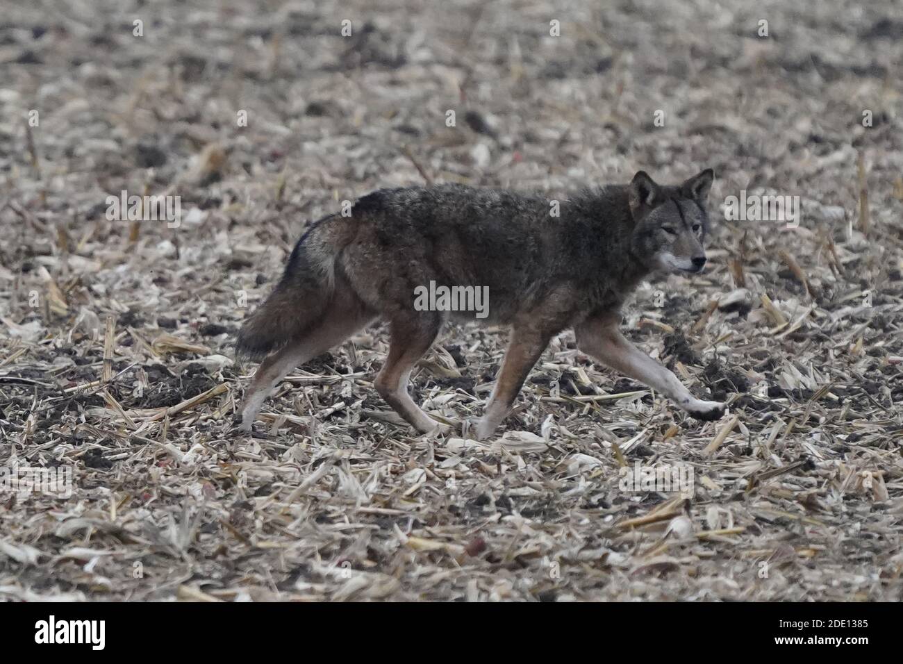 Coyote looking back hi-res stock photography and images - Alamy