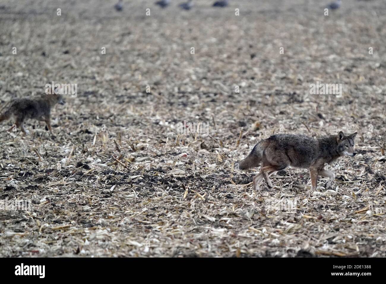 Coyote looking back hi-res stock photography and images - Alamy