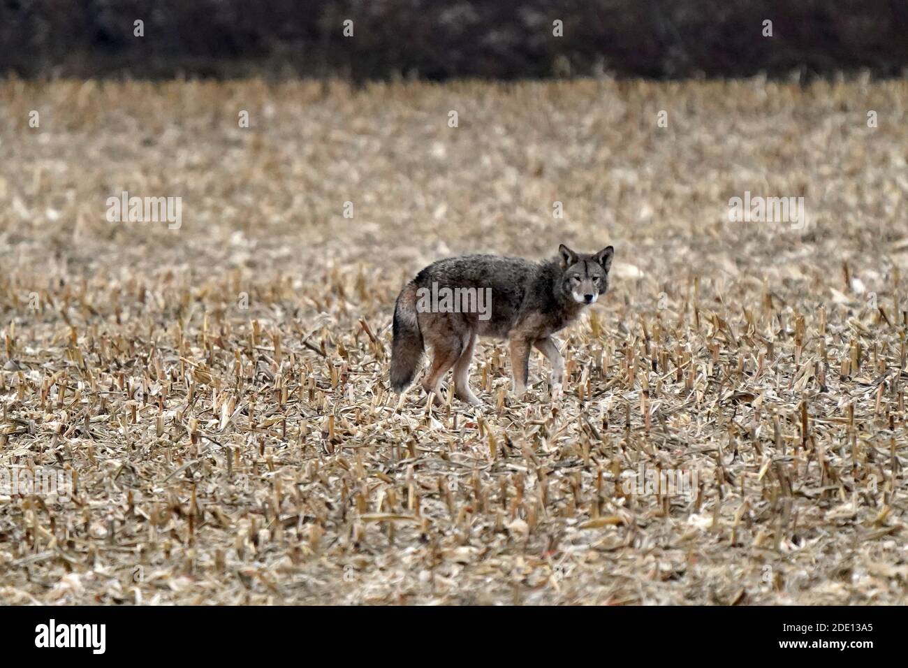 Coyote looking back hi-res stock photography and images - Alamy