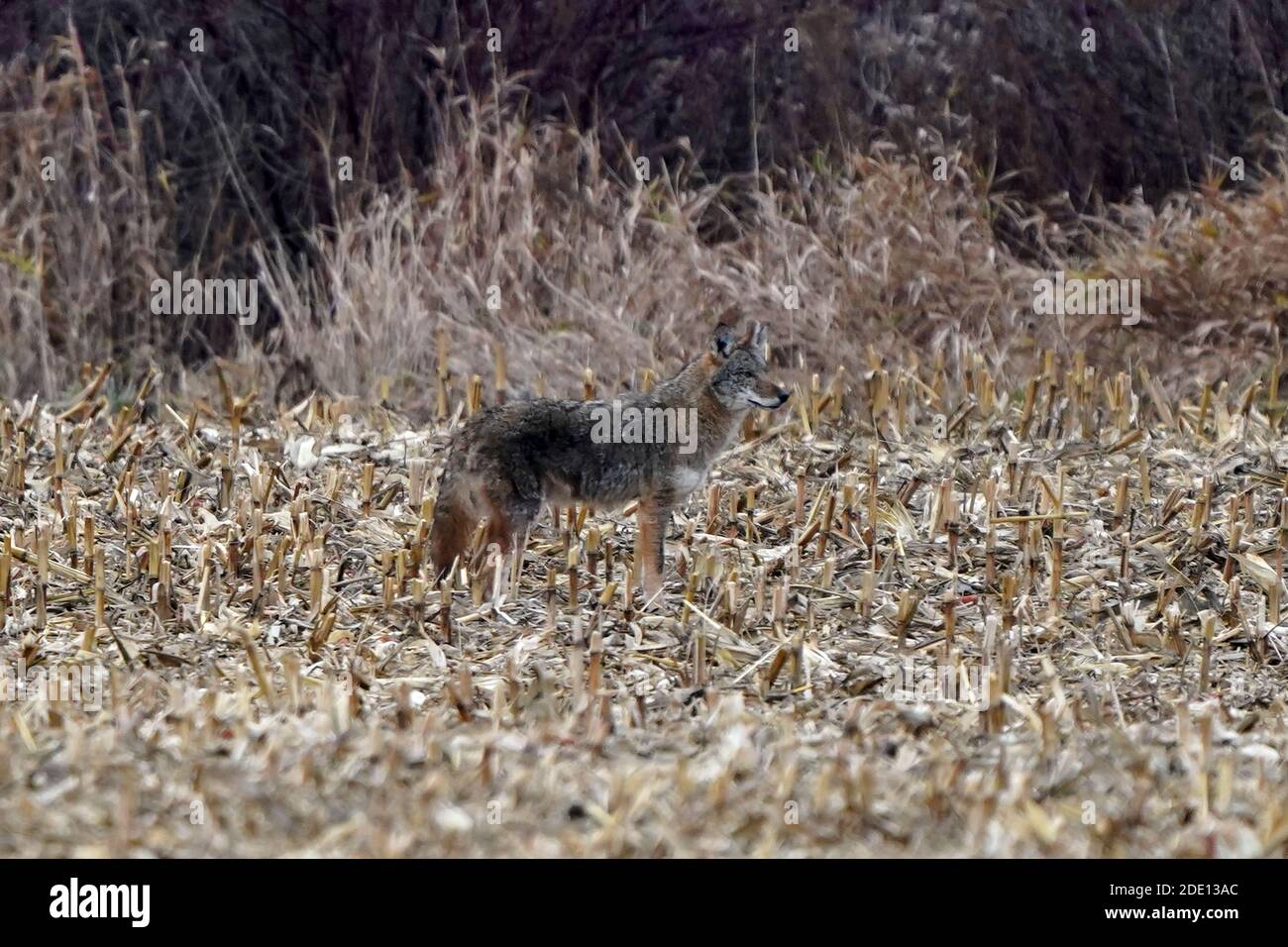 Two animals in cornfield hi-res stock photography and images - Alamy