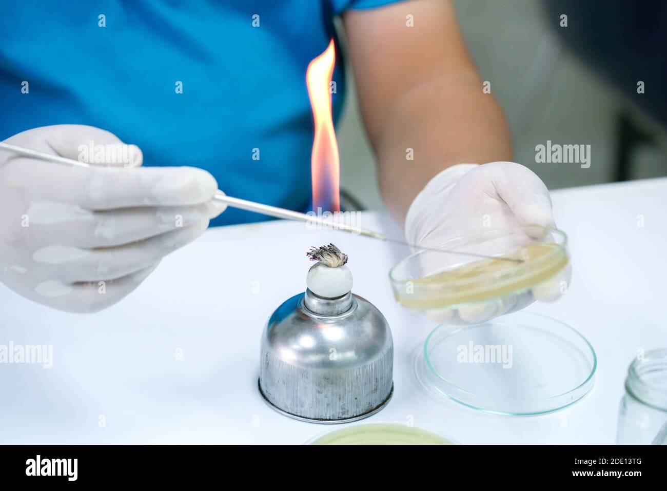 Microbiologist streaking agar plate Stock Photo - Alamy