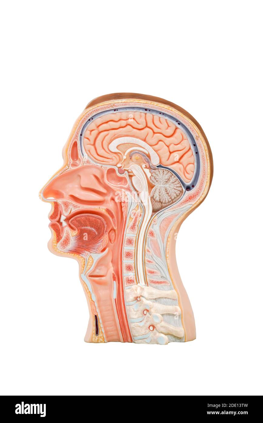 Model of human head Stock Photo - Alamy