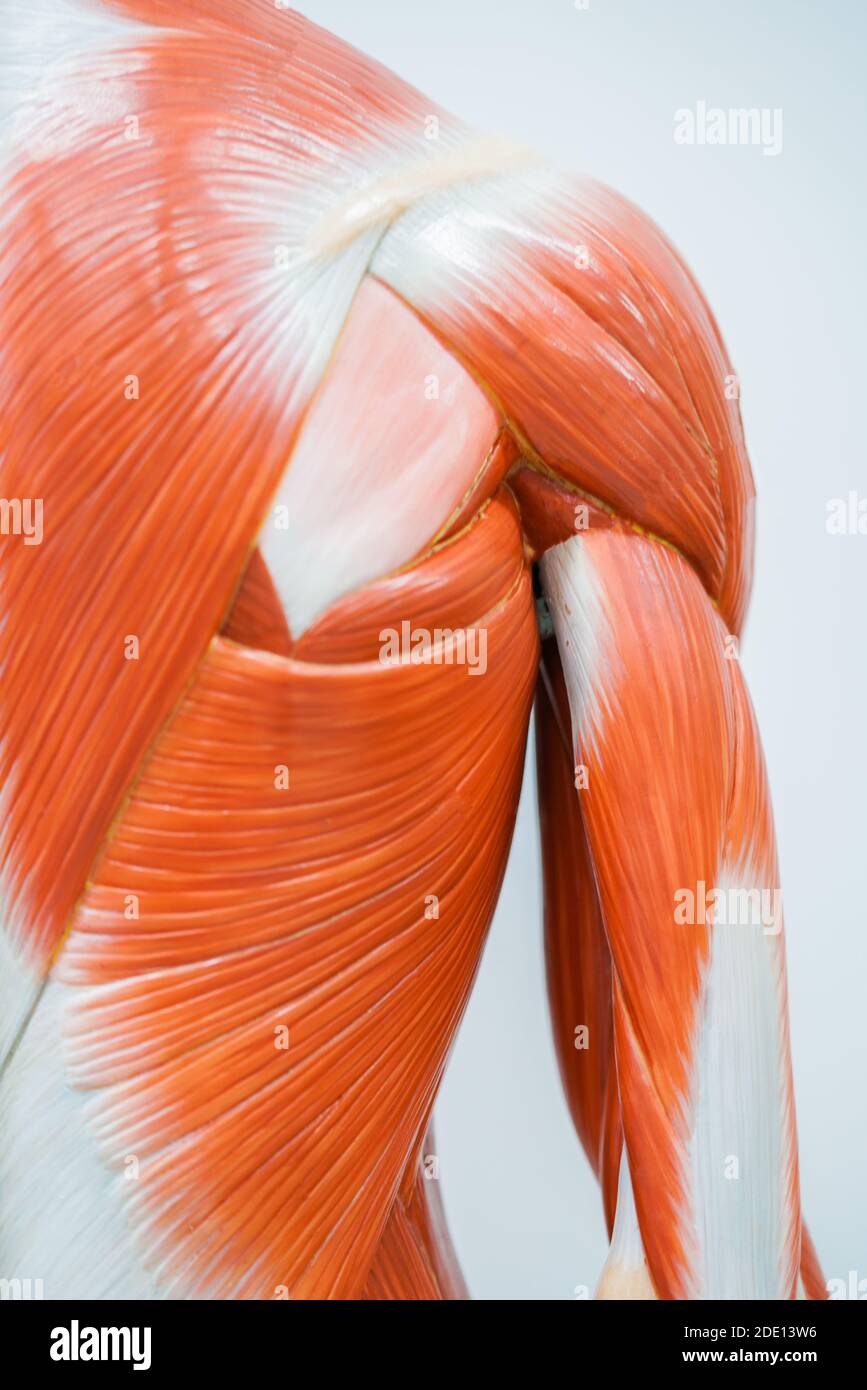 Back body part hi-res stock photography and images - Alamy