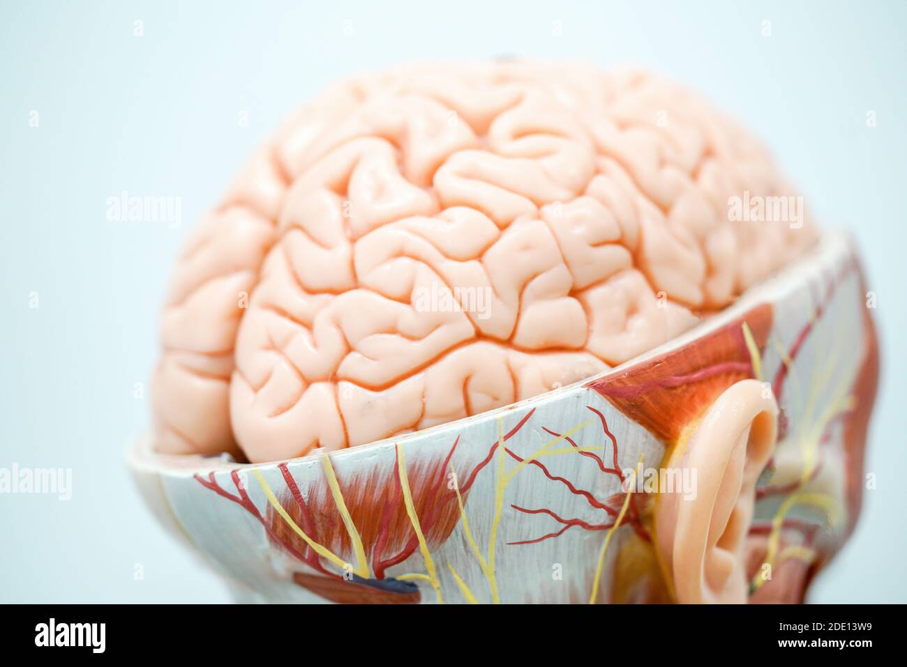 Human brain anatomy model Stock Photo - Alamy