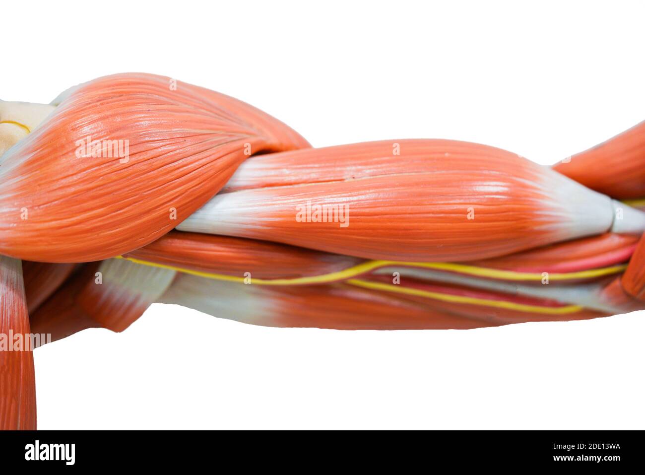 Human musculature anatomy model Stock Photo - Alamy