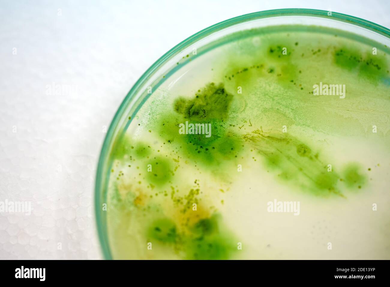Colonial cyanobacteria hi-res stock photography and images - Alamy