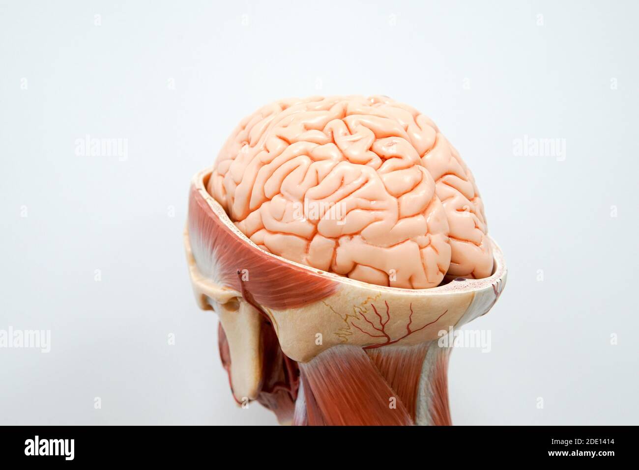 Human brain anatomy model Stock Photo - Alamy
