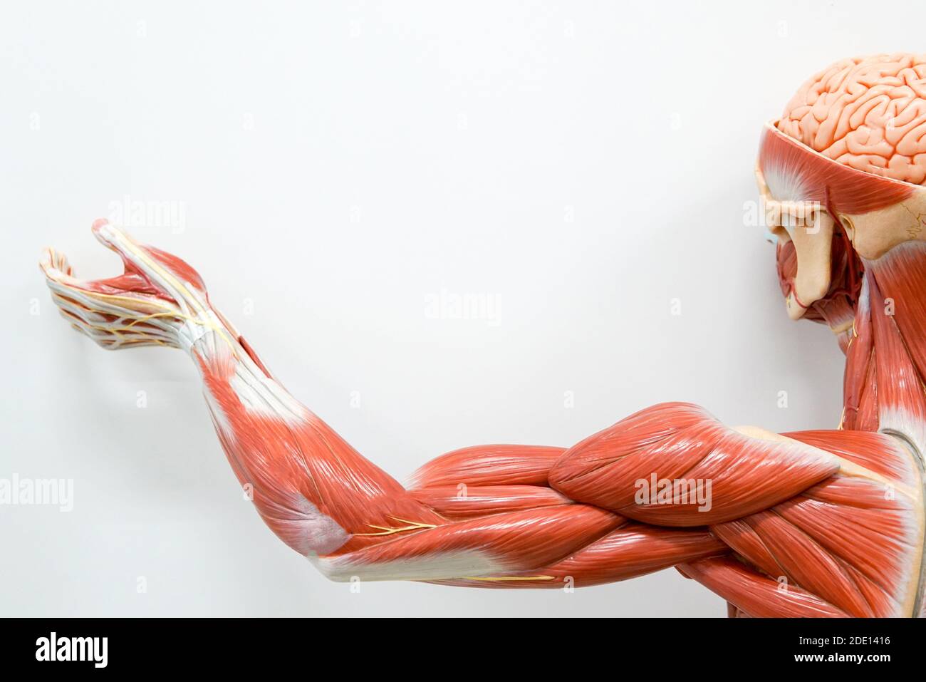 Human anatomy model hi-res stock photography and images - Alamy