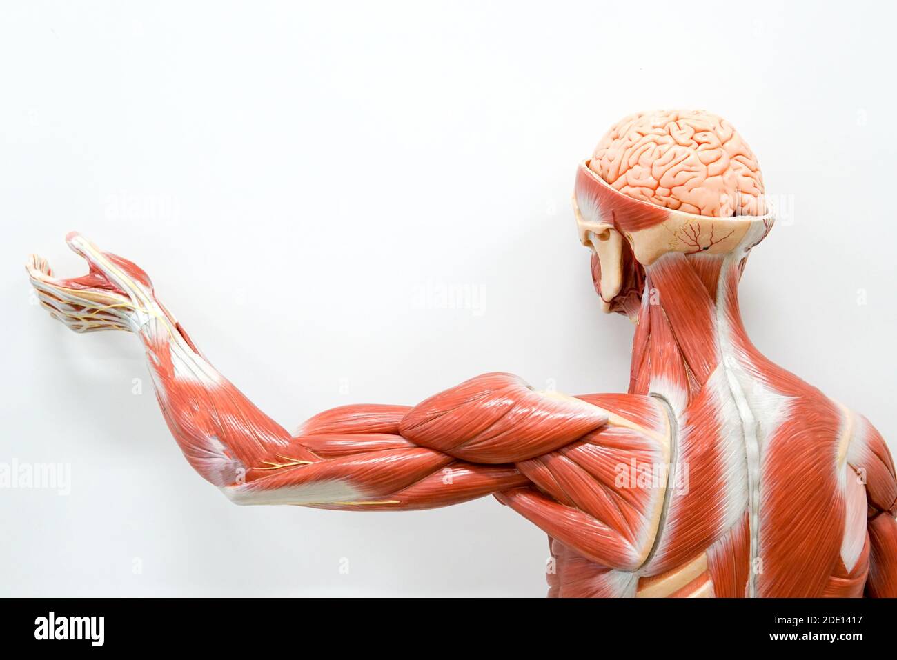 Human anatomy model hi-res stock photography and images - Alamy
