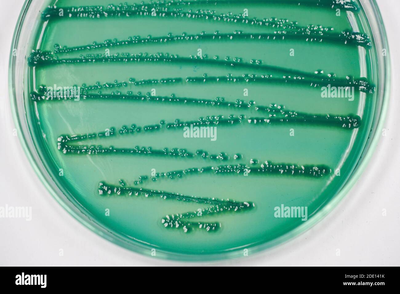 Colony of bacteria on culture medium Stock Photo - Alamy