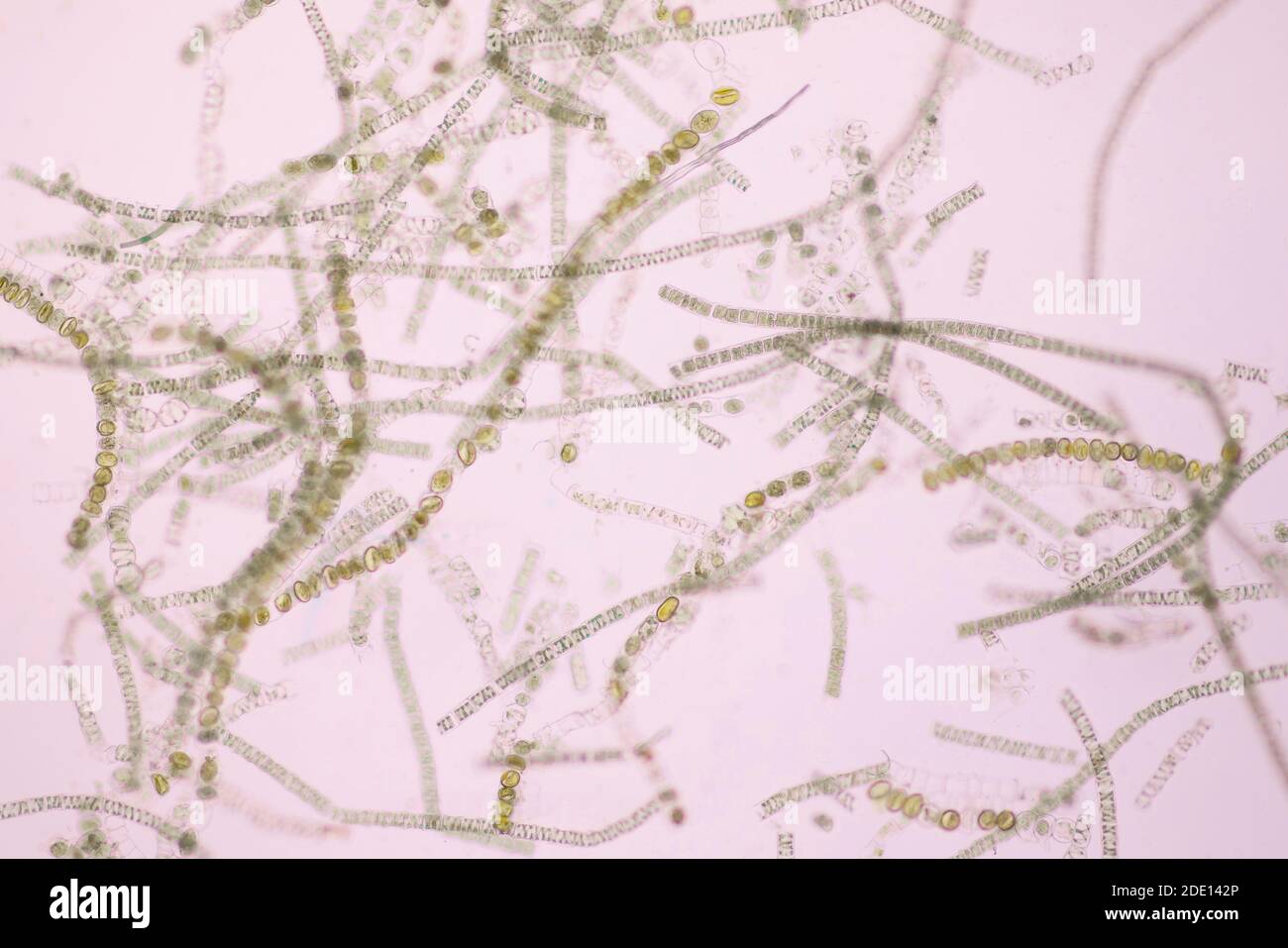 Filamentous algae hi-res stock photography and images - Alamy