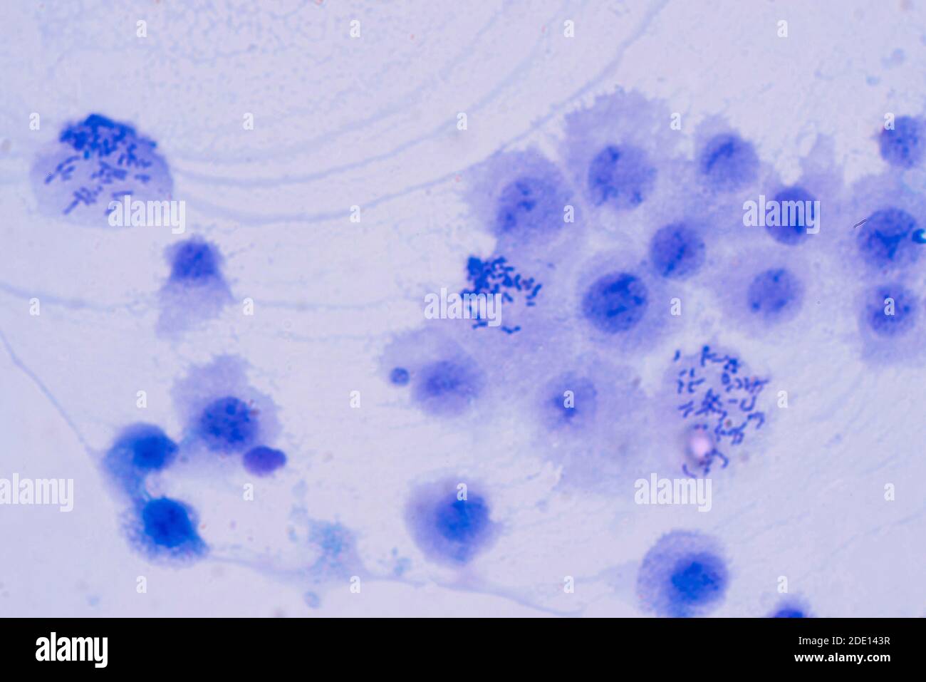 Mitosis, light micrograph Stock Photo - Alamy