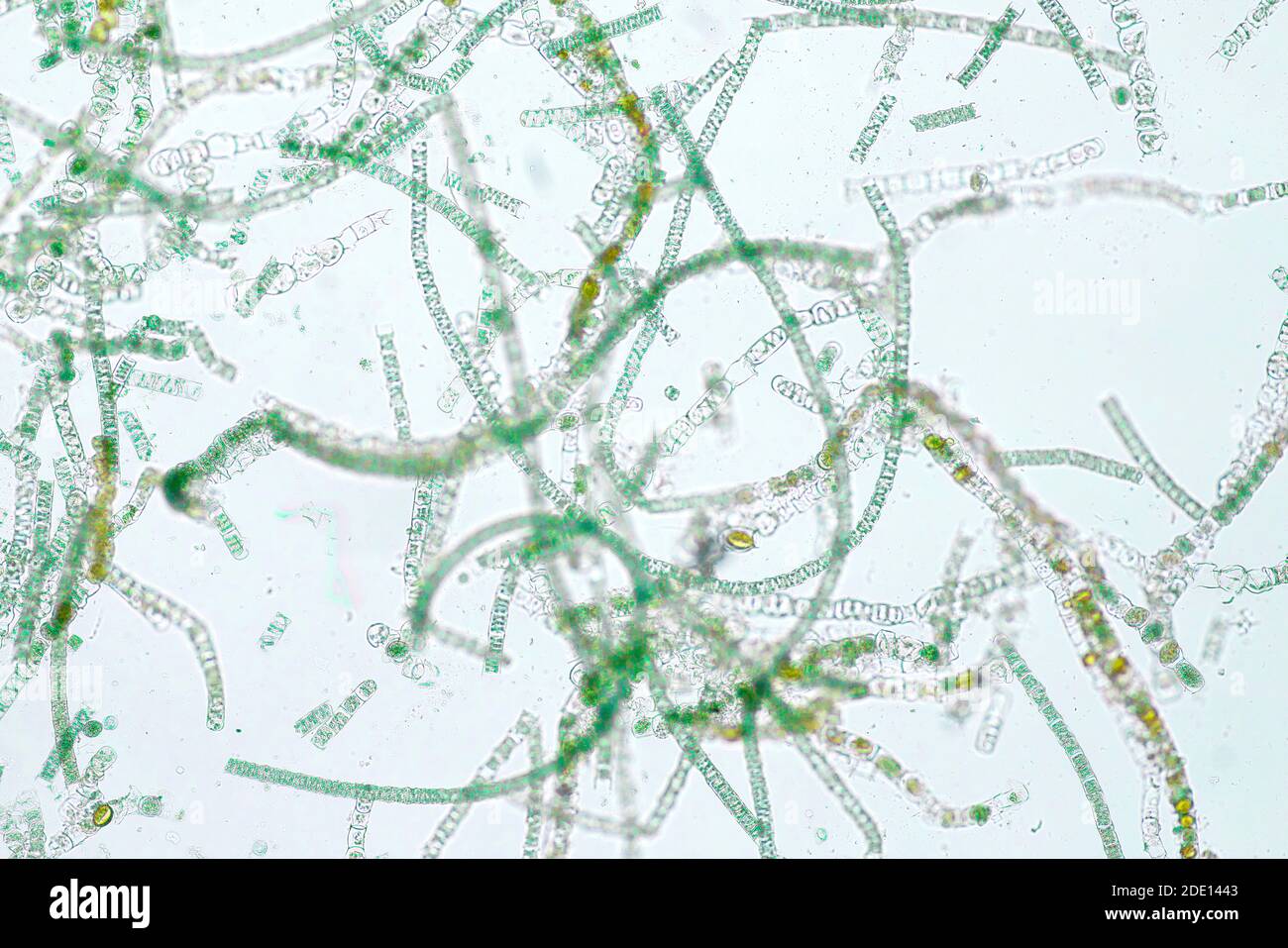 Filamentous hi-res stock photography and images - Alamy