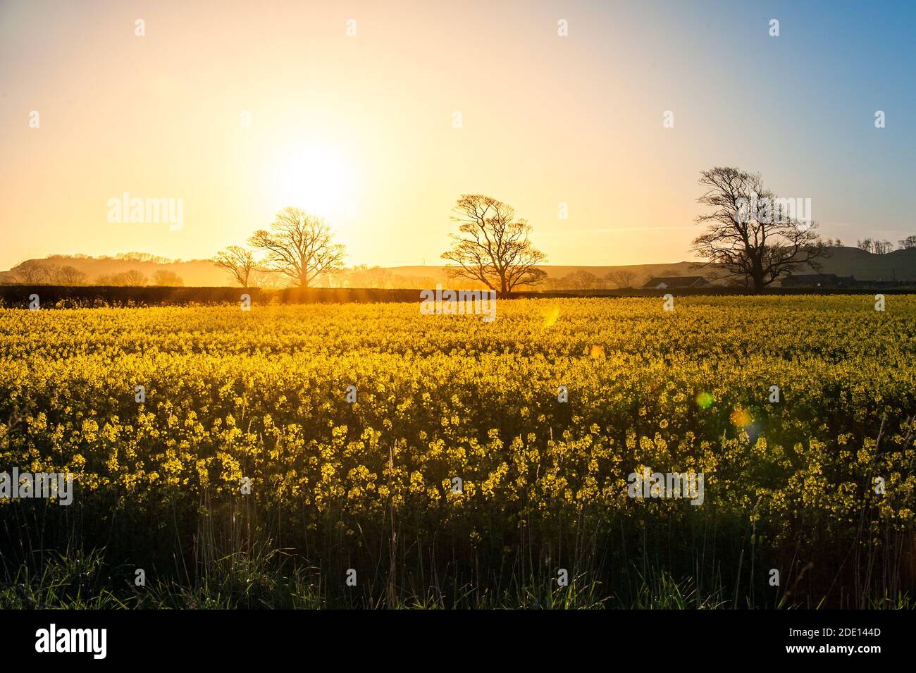 Fields of Gold. Rapeseed field with yellow flowers in spring in ...