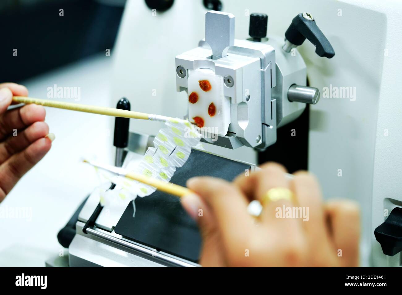 Cutting tissue section with rotary microtome Stock Photo - Alamy