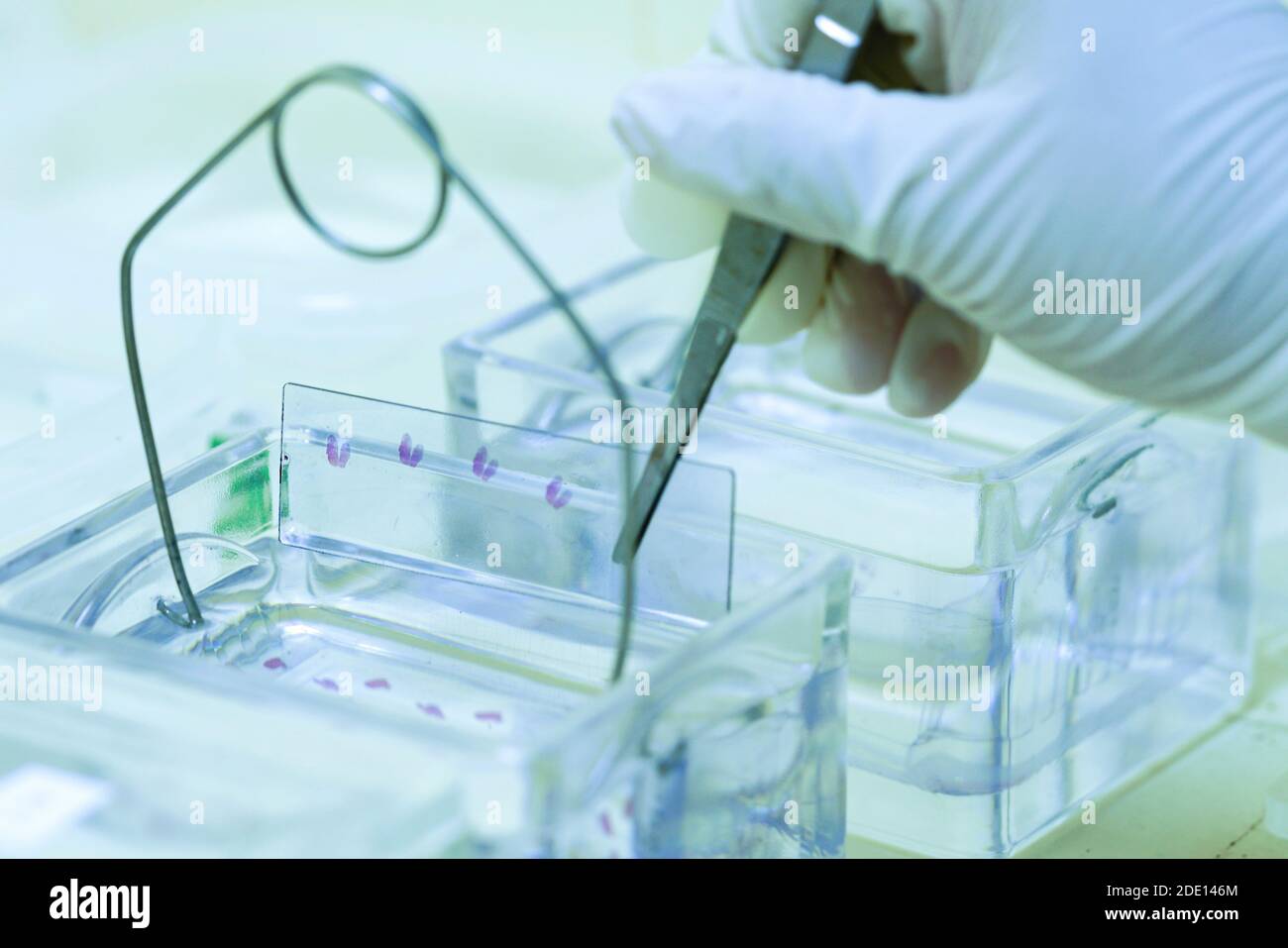 Histology slides hi-res stock photography and images - Alamy