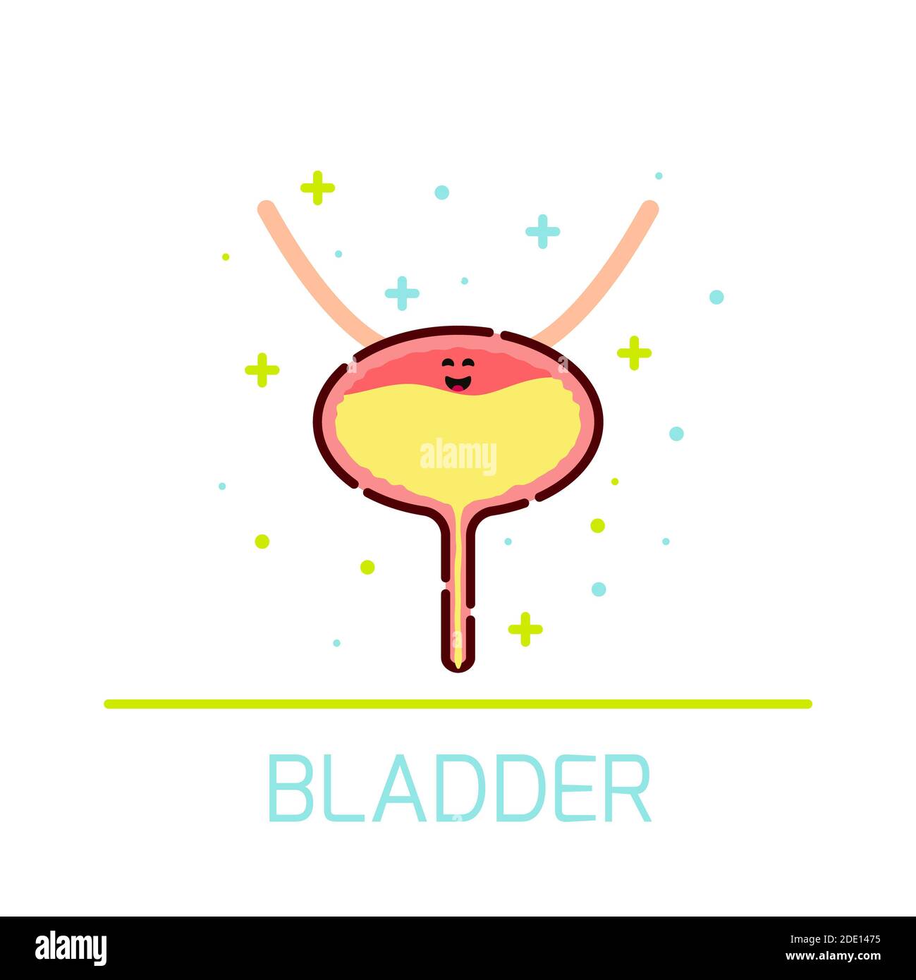 Healthy bladder, conceptual illustration Stock Photo - Alamy
