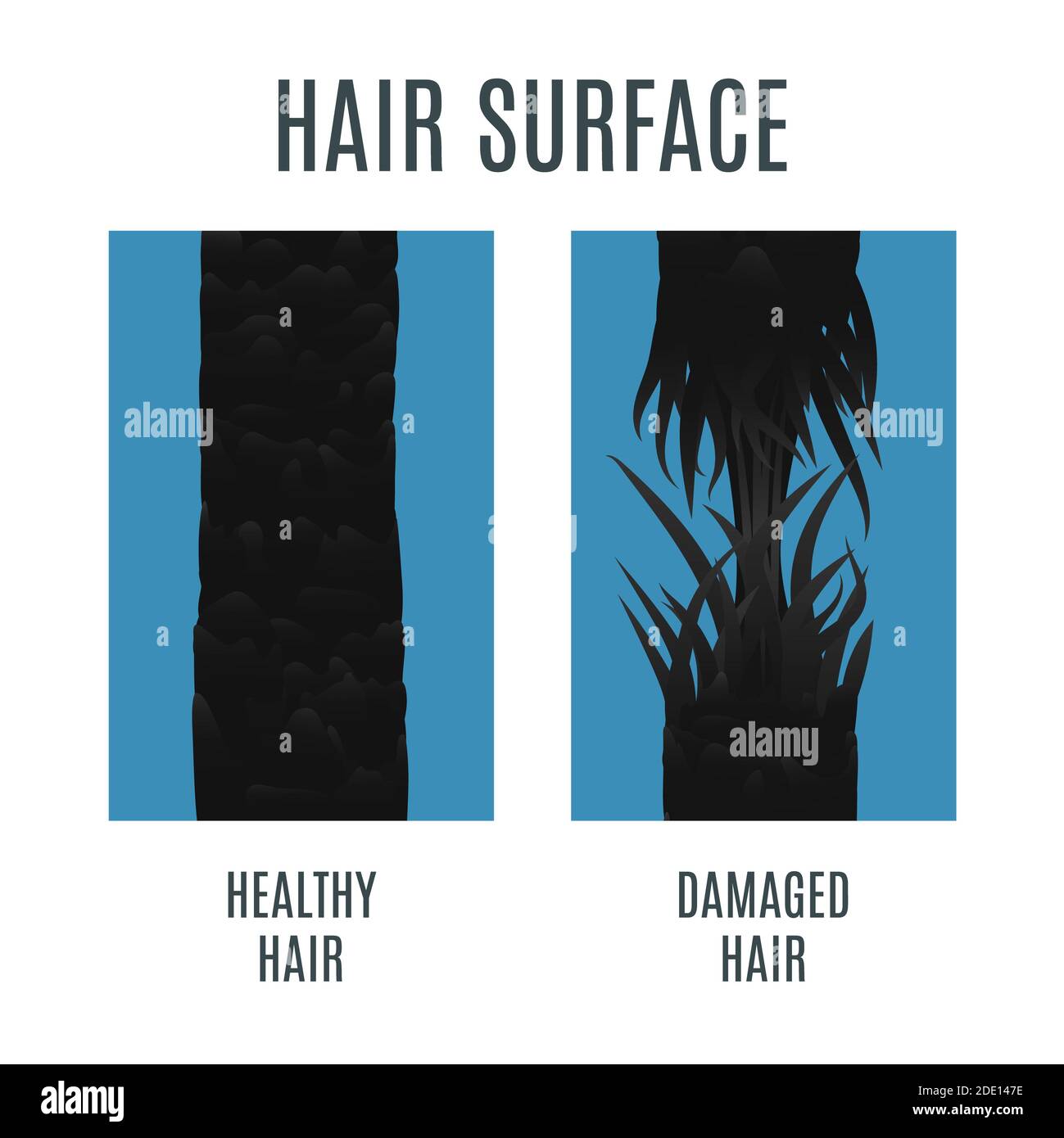 Healthy and damaged hair, illustration Stock Photo - Alamy
