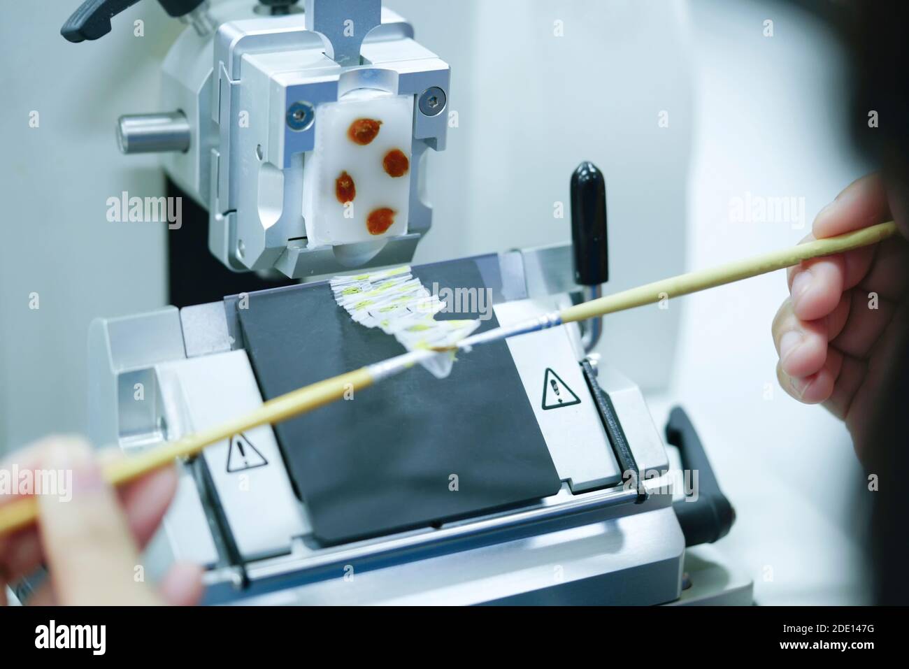 Cutting tissue section with rotary microtome Stock Photo - Alamy