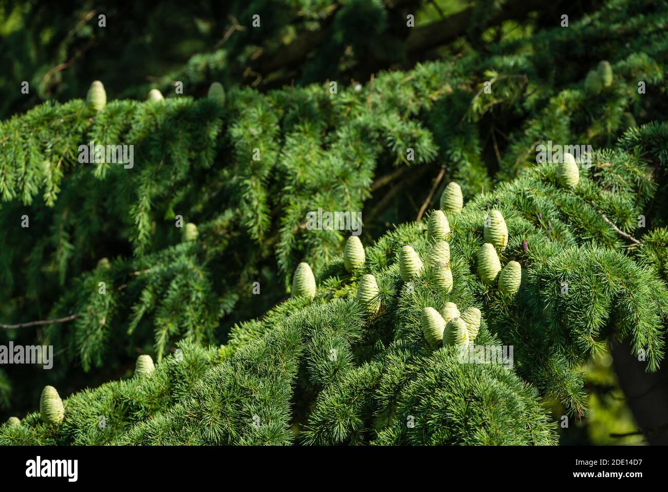 Green cones deodar cedar hi-res stock photography and images - Alamy