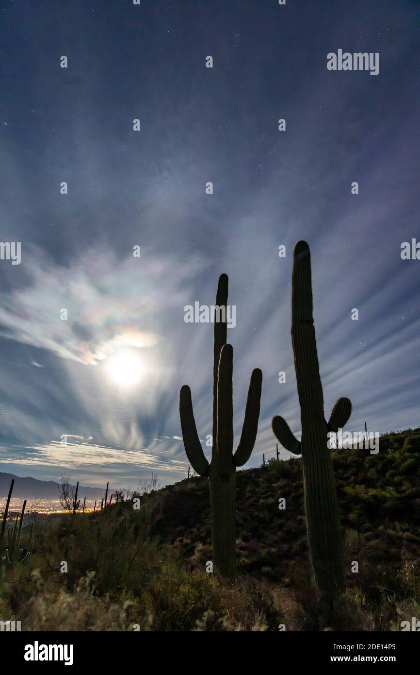 The super full moon rising over saguaro cactus (Carnegiea gigantea ...