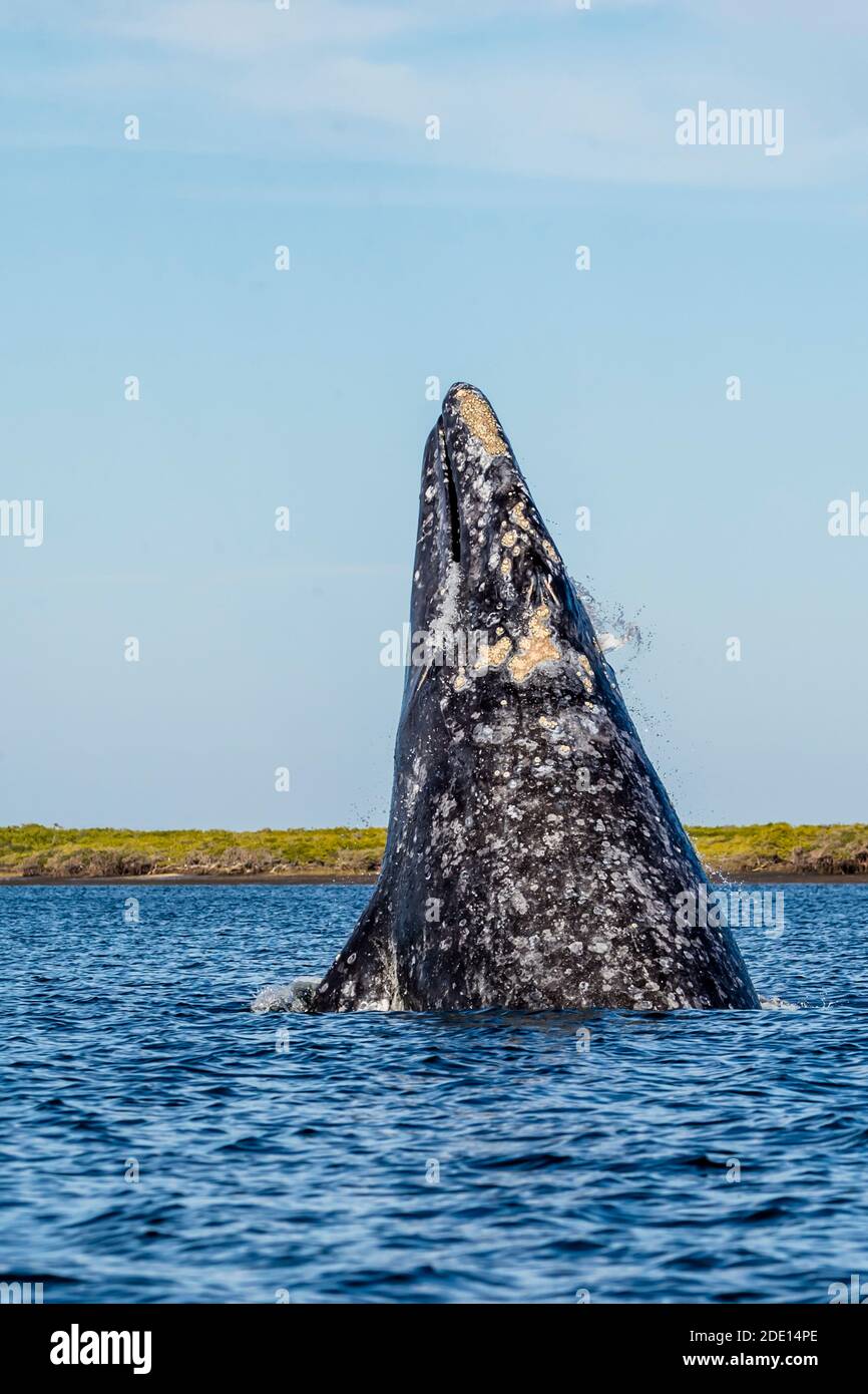 Adult California gray whale (Eschrichtius robustus), breaching in San ...