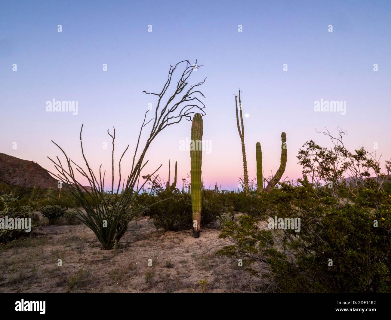 Boojum tree (Fouquieria columnaris) with full moon, Sonoran Desert ...