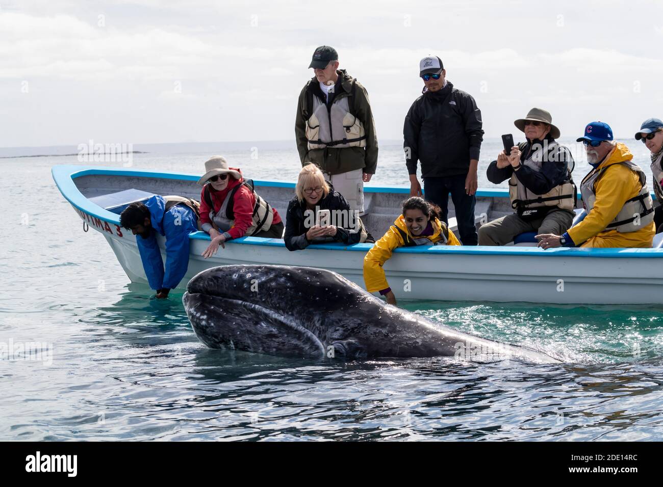 Whale Watchers With California Gray Whale Eschrichtius Robustus San