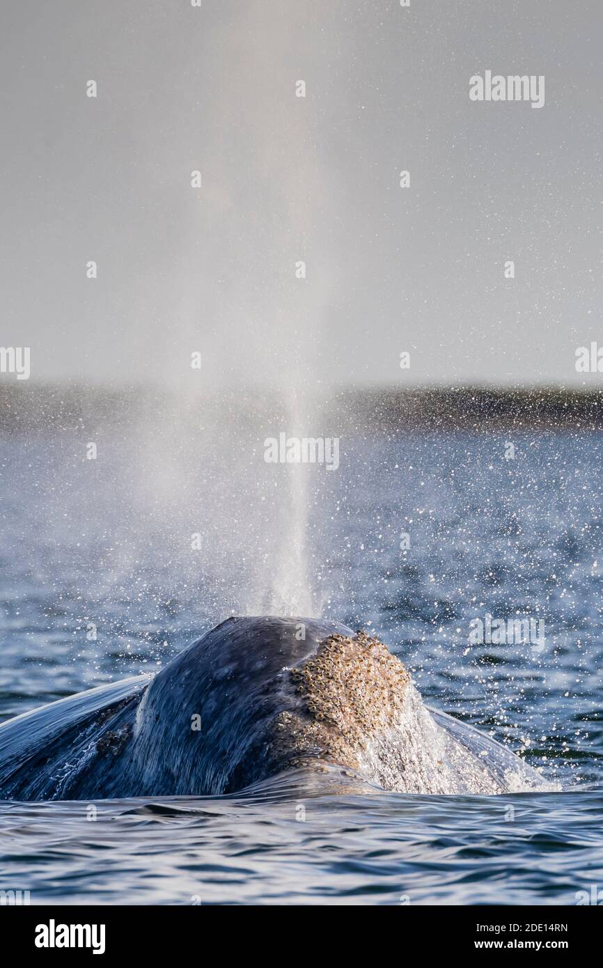 Adult California gray whale (Eschrichtius robustus) surfacing in San ...