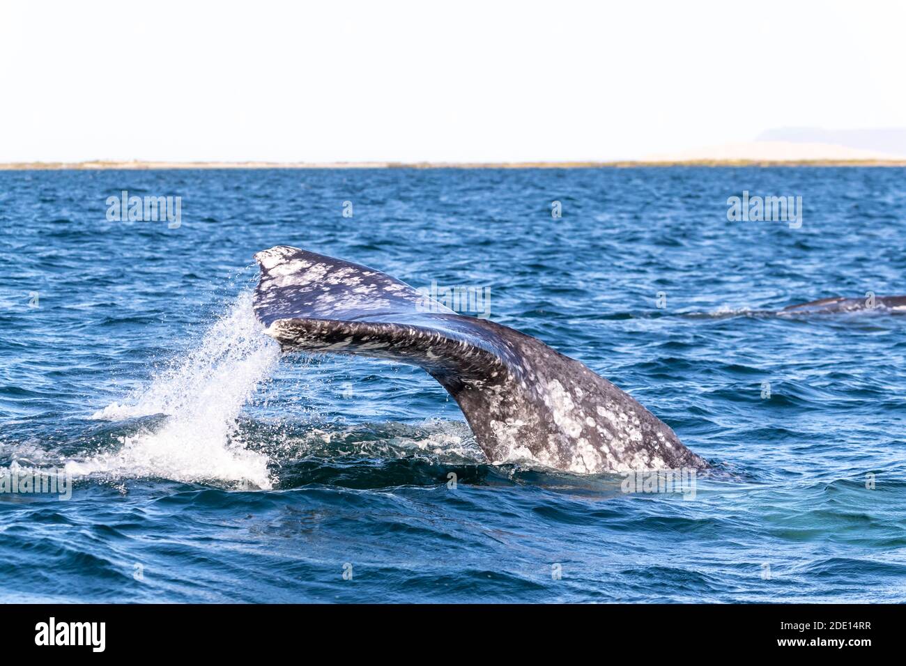 Adult California gray whale (Eschrichtius robustus) diving in San ...