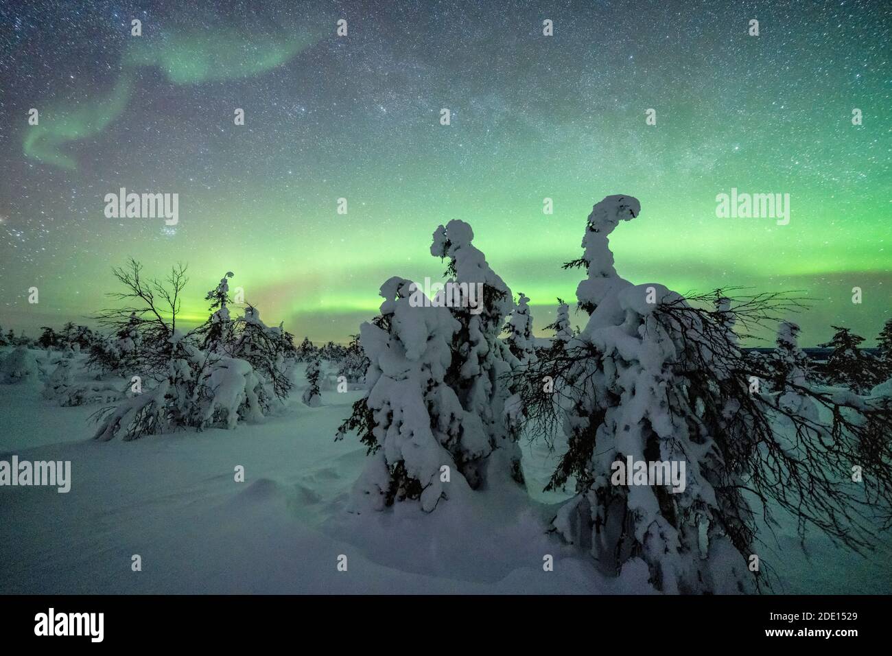 Winter forest covered with snow under the green Northern Lights (Aurora ...
