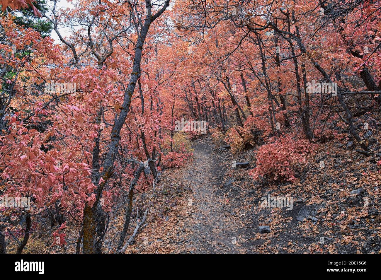 Slide Canyon hiking trail fall leaves mountain landscape view, around Y ...