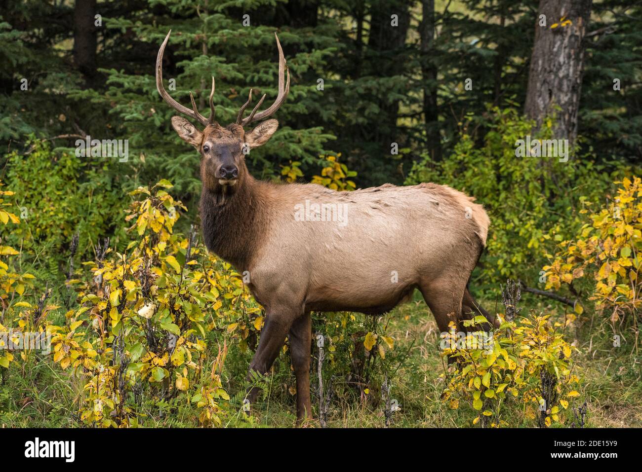 Bull elk banff national park hi-res stock photography and images - Alamy