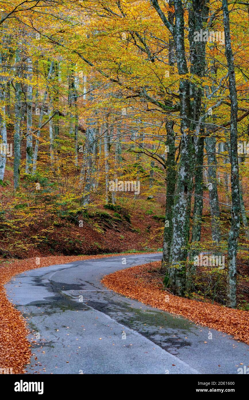 Forest in autumn, Casentinesi Forests National Park, Apennines, Tuscany ...