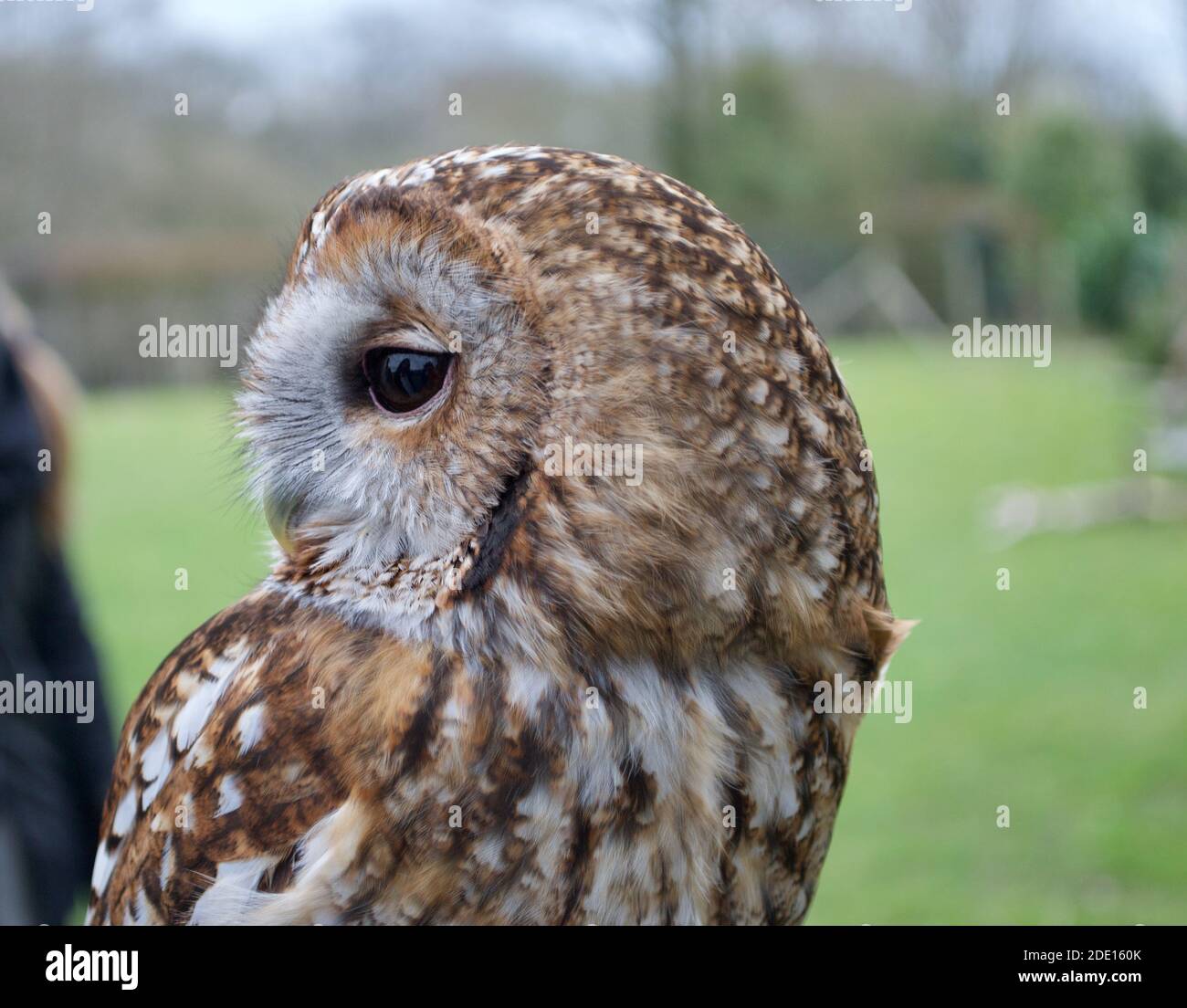 Close up of the side of the head of a brown tawny owl (strix aluco ...
