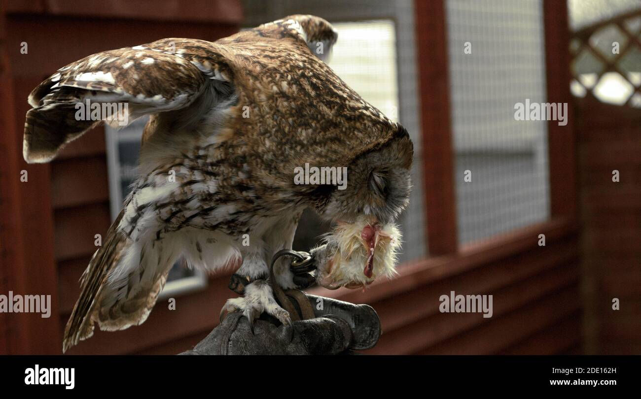 Baby chicken flapping wings hi-res stock photography and images - Alamy