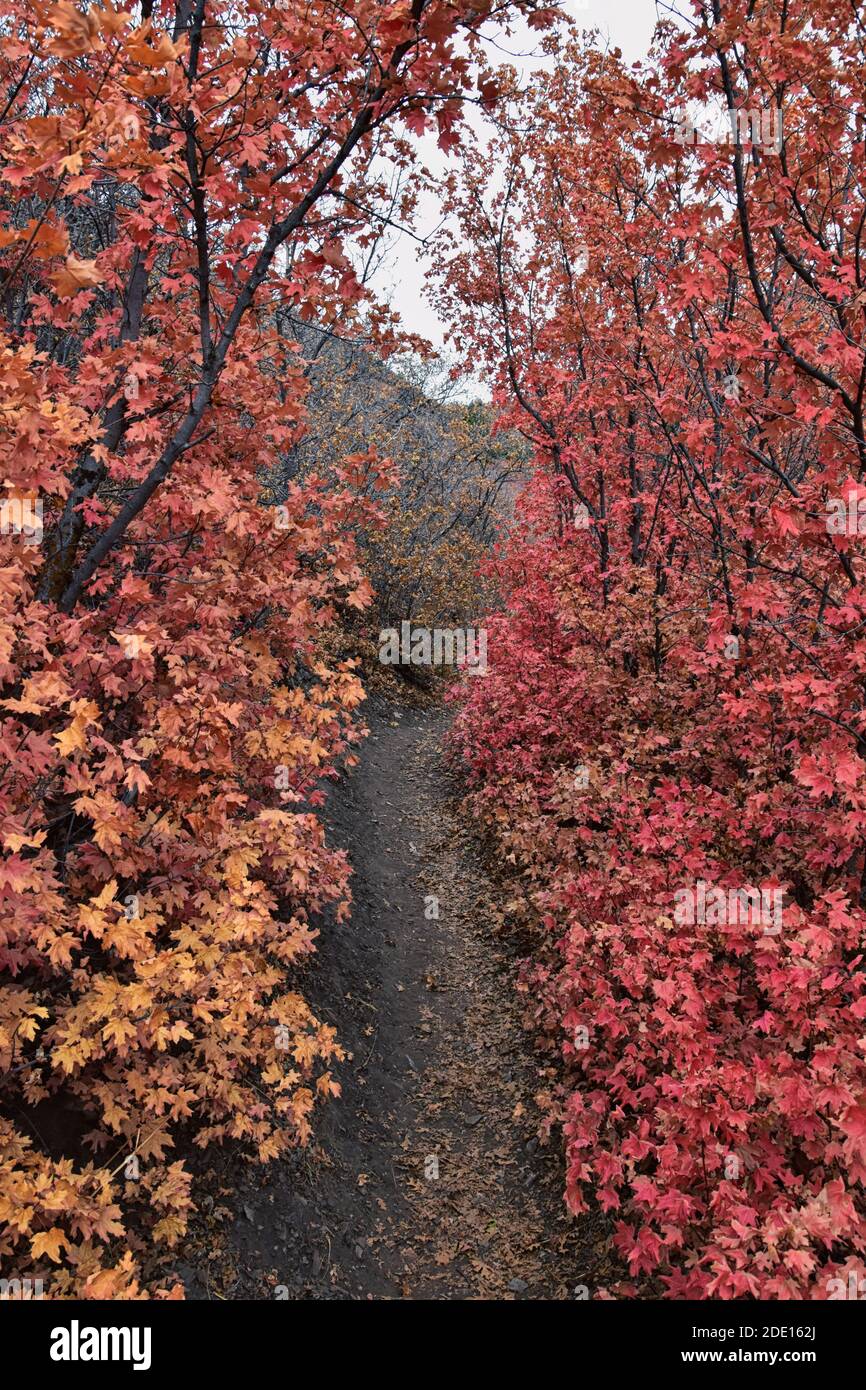 Slide Canyon hiking trail fall leaves mountain landscape view, around Y ...