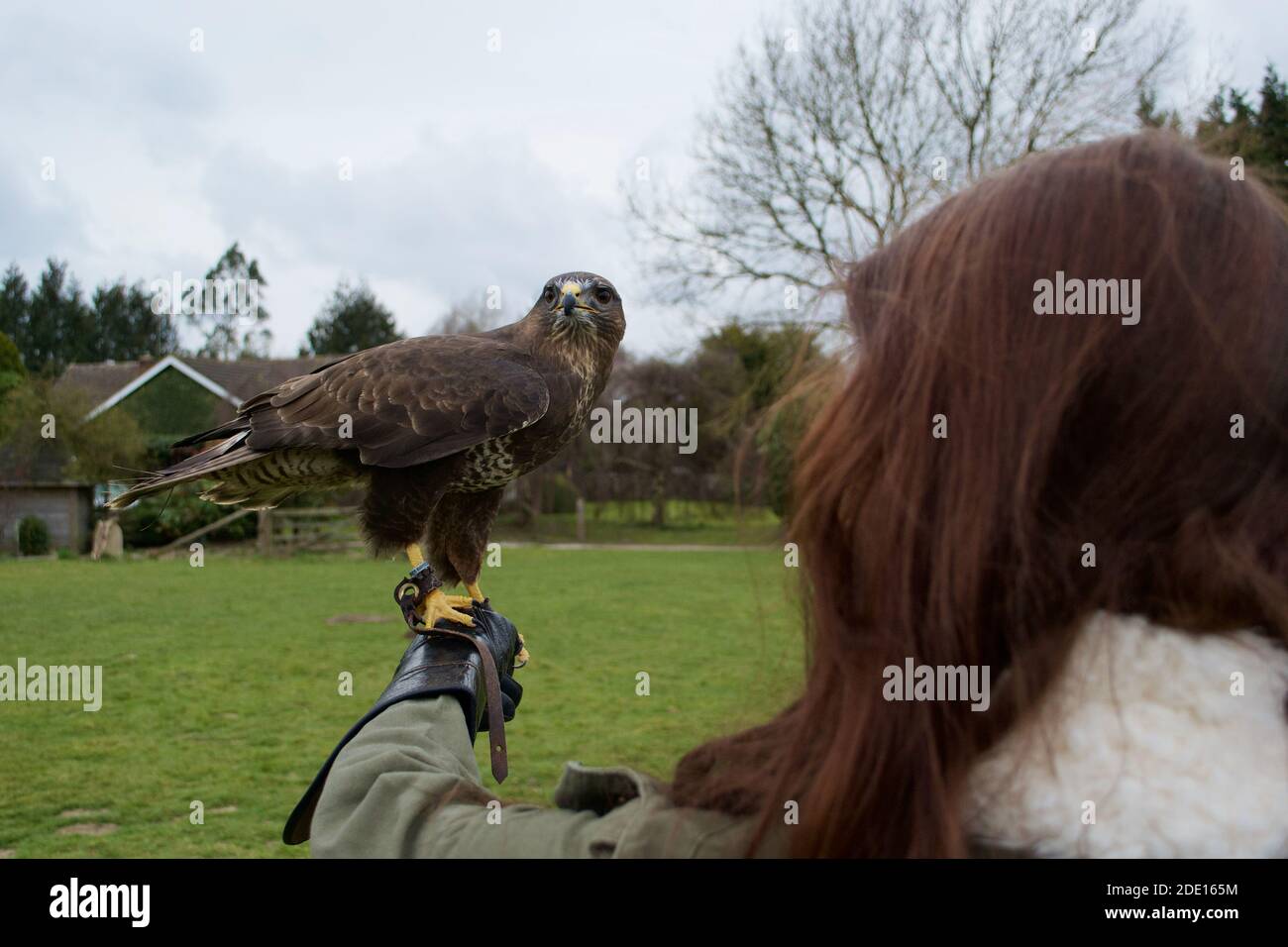 A lady with long brown hair holding a Harris's Hawk (parabuteo ...