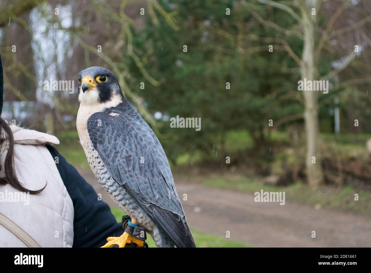 A beautiful blue-grey peregrine falcon (falco peregrinus) being held by ...