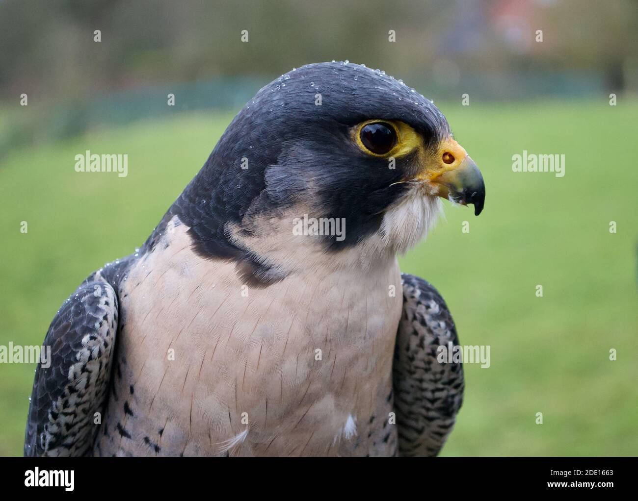 Face face peregrine falcon hi-res stock photography and images - Alamy