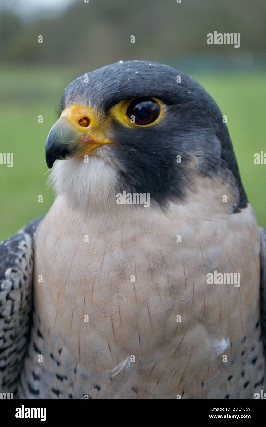 Grey falcon hi-res stock photography and images - Alamy