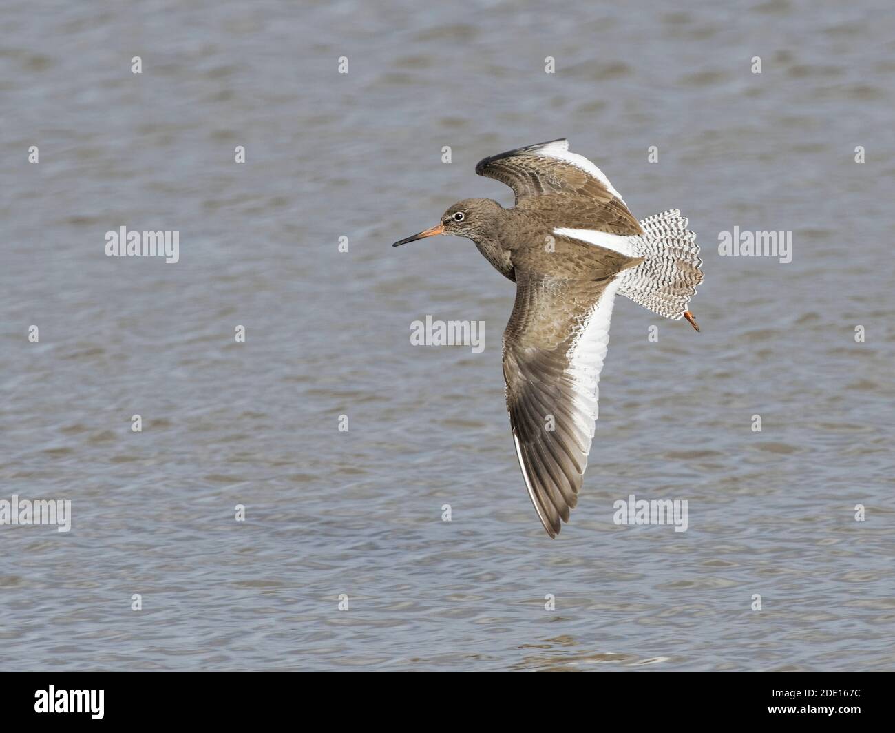 Common redshank (Tringa totanus) flying over a marshland pool ...