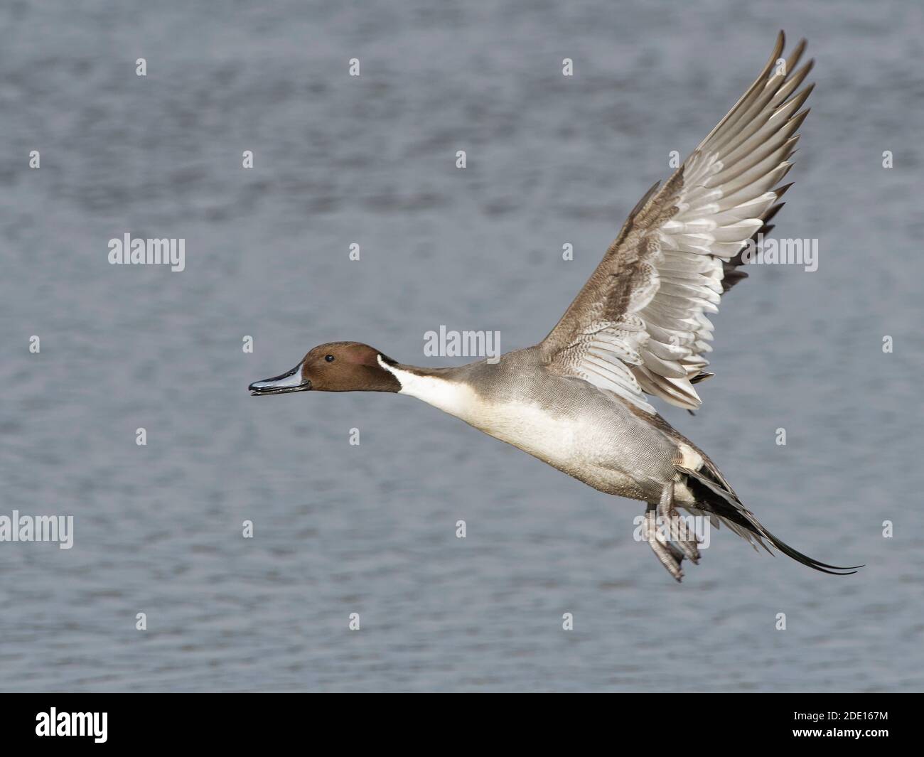 Northern pintail (Anas acuta) drake in flight over a marshland pool ...
