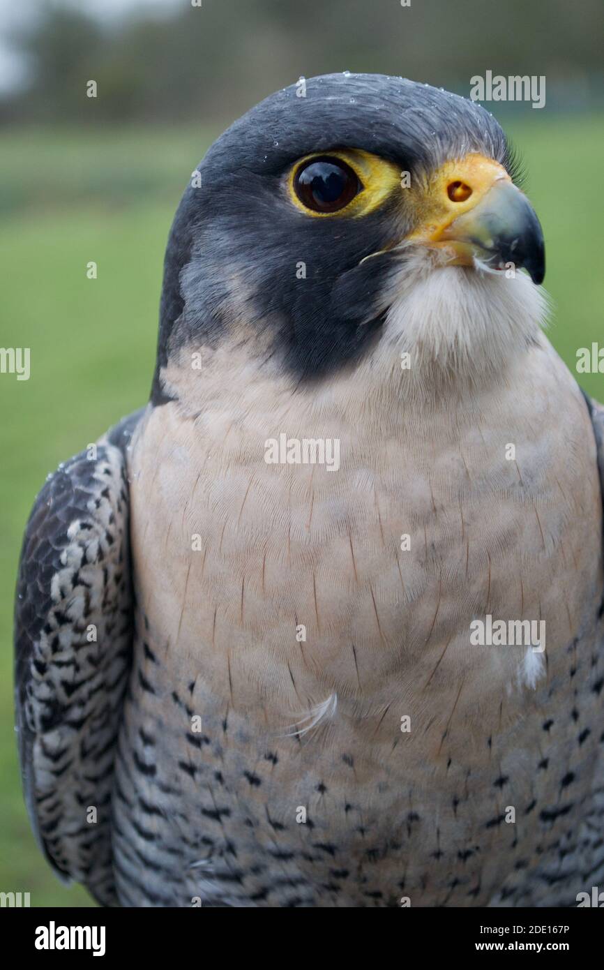 Close up of a beautiful blue-grey peregrine falcon (falco peregrinus ...