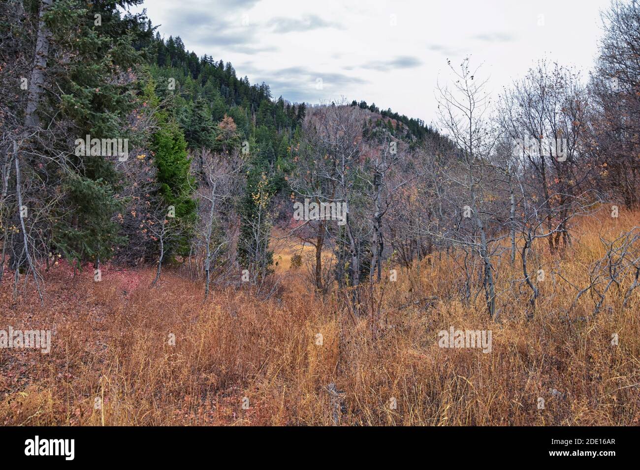 Slide Canyon hiking trail fall leaves mountain landscape view, around Y ...