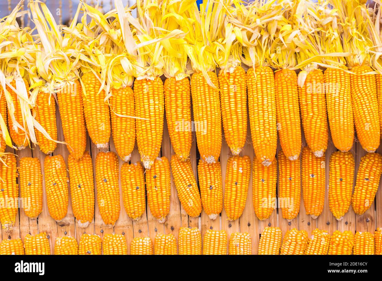 Yellow corn dsiplayed during the Bambanti Festival in Isabela Province ...