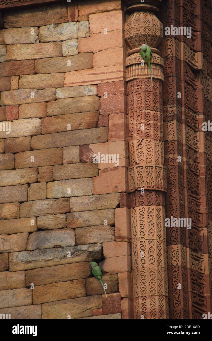 Bird at Qutub Minar, India Stock Photo - Alamy