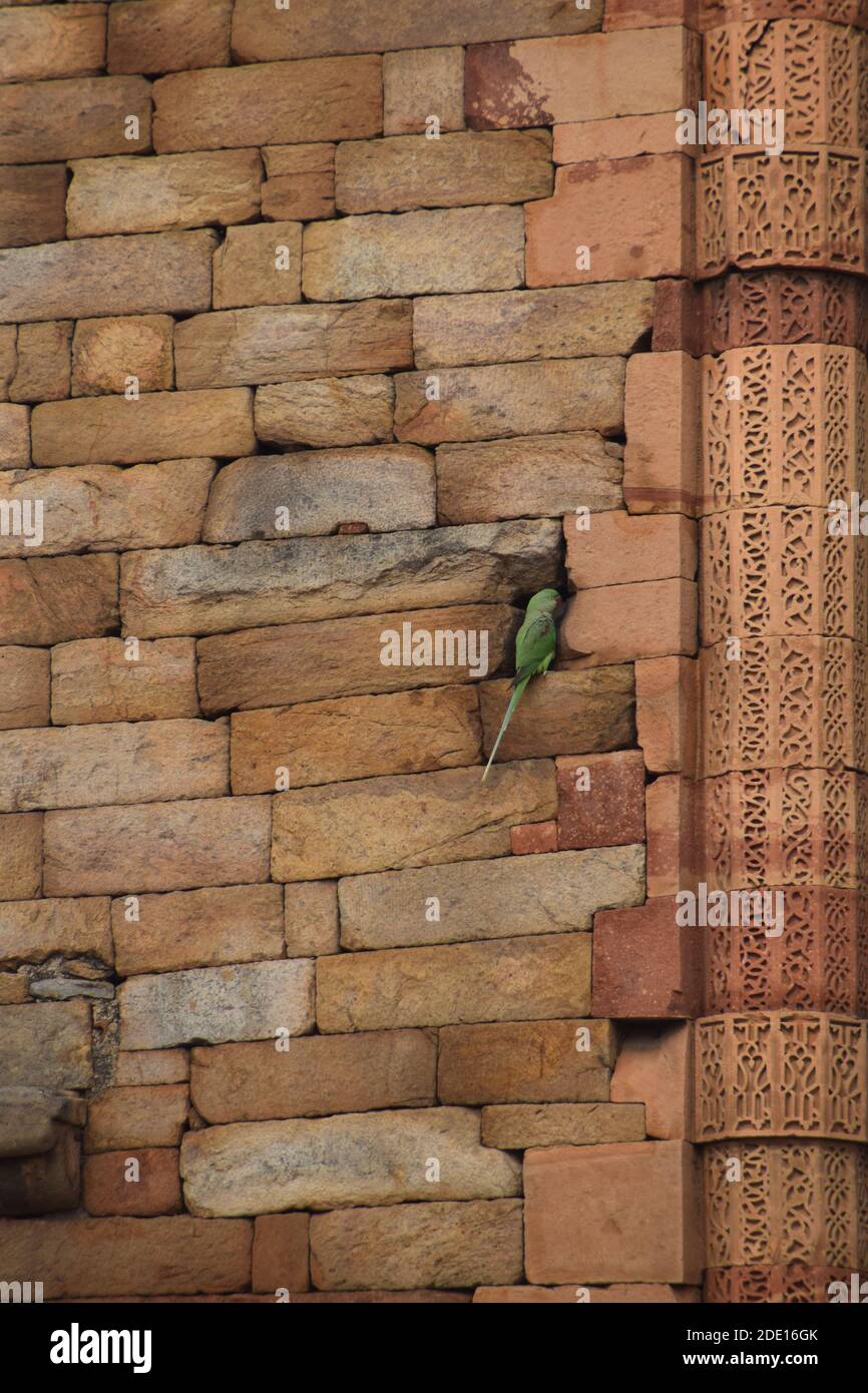 Bird at Qutub Minar, India Stock Photo - Alamy