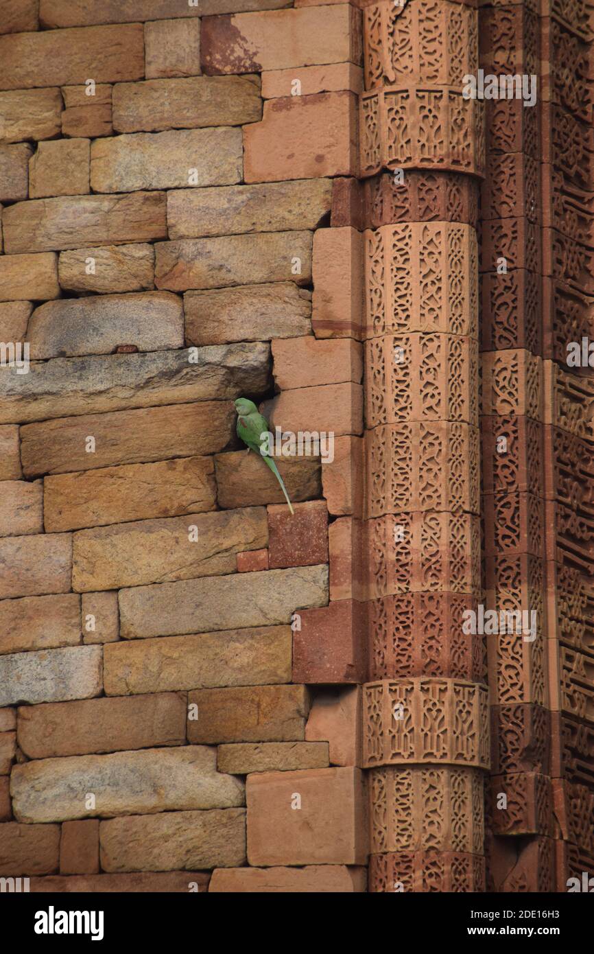 Bird at Qutub Minar, India Stock Photo - Alamy
