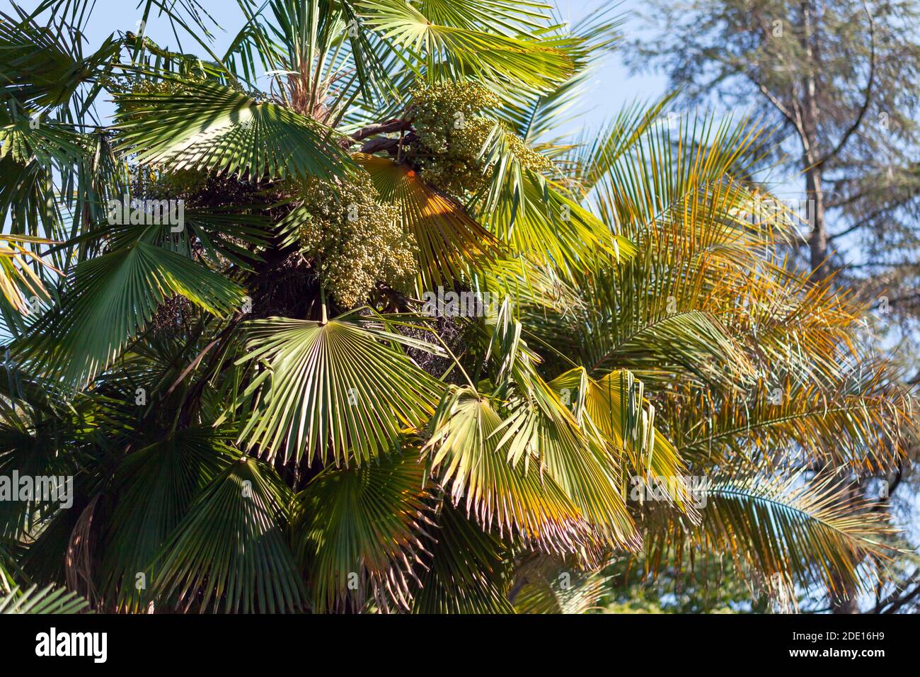 Large palm leaf hi-res stock photography and images - Alamy